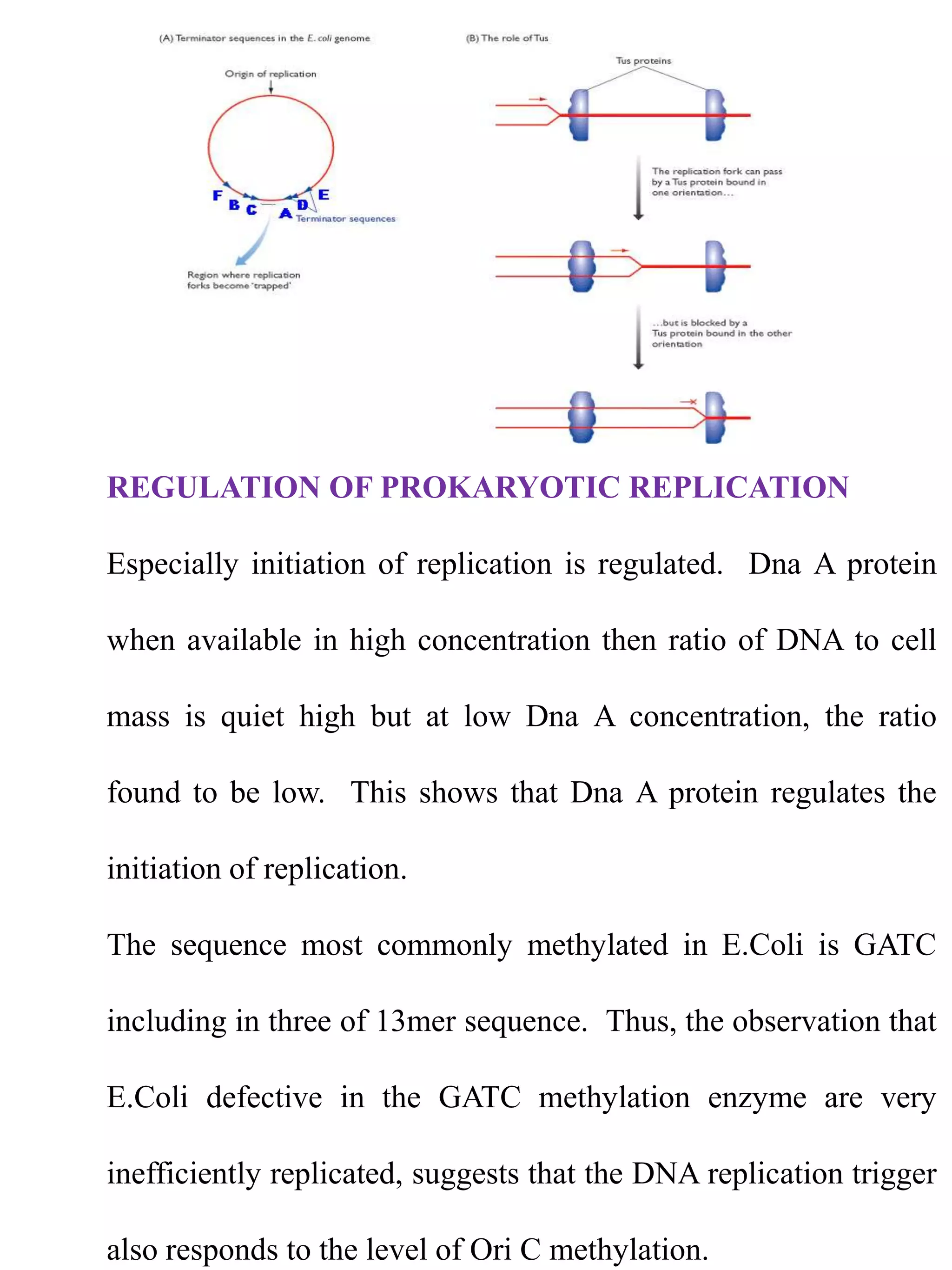 Prokaryotic replication | PPTX