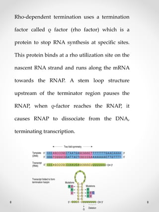 Prokaryotic transcription | PPTX