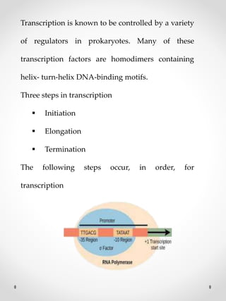 Prokaryotic Transcription Initiation Sigma Factor