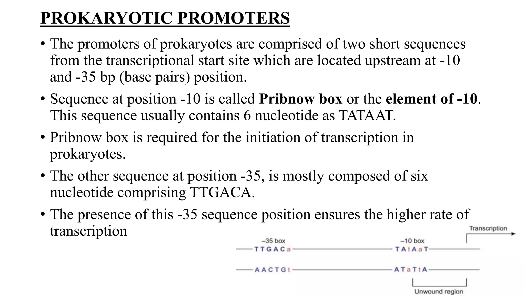 Prokaryotic transcription | PPTX