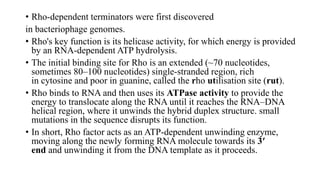 Prokaryotic transcription | PPTX | Chemistry | Science