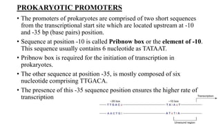 Prokaryotic transcription | PPTX