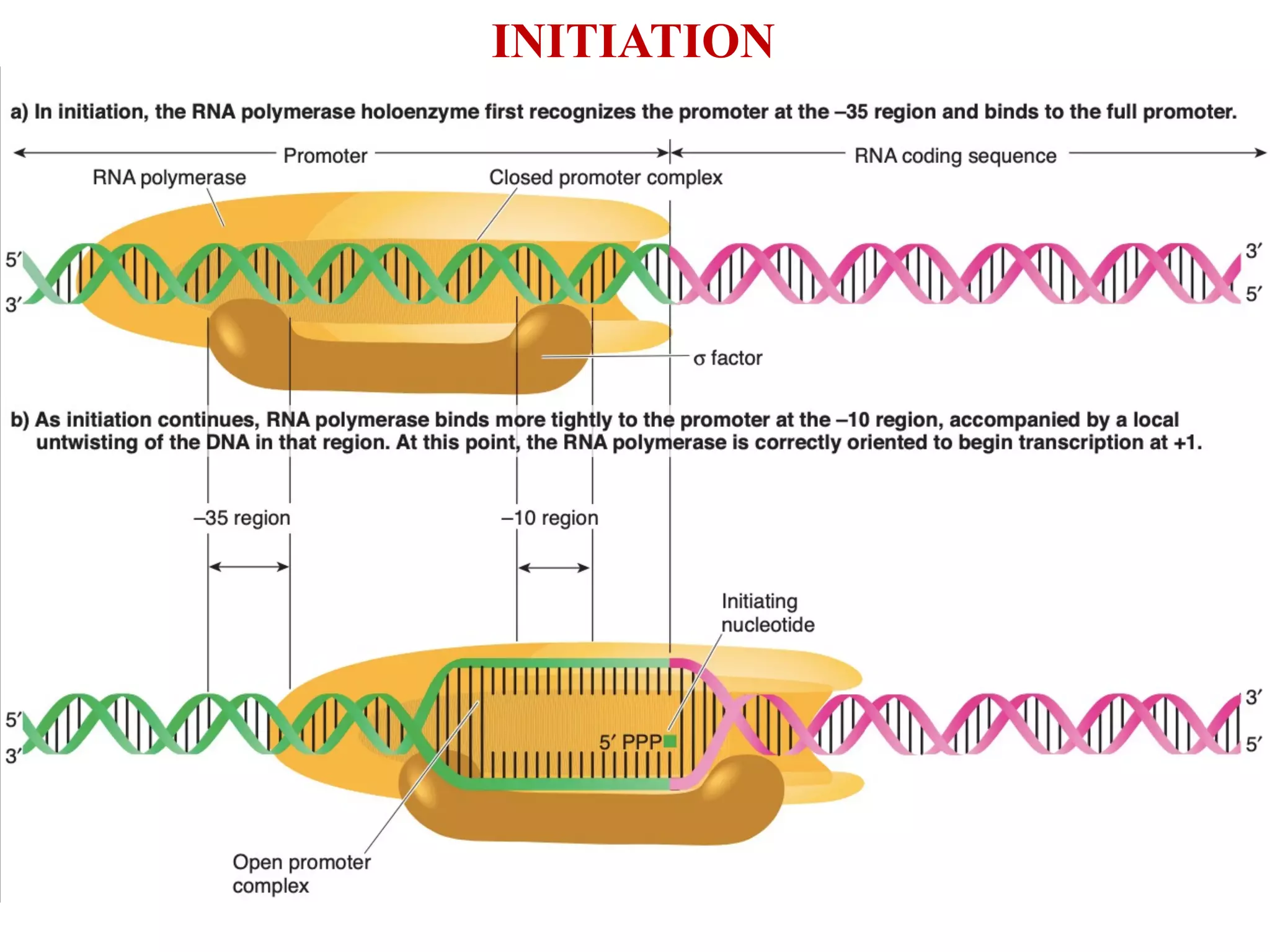 Prokaryotic transcription | PDF
