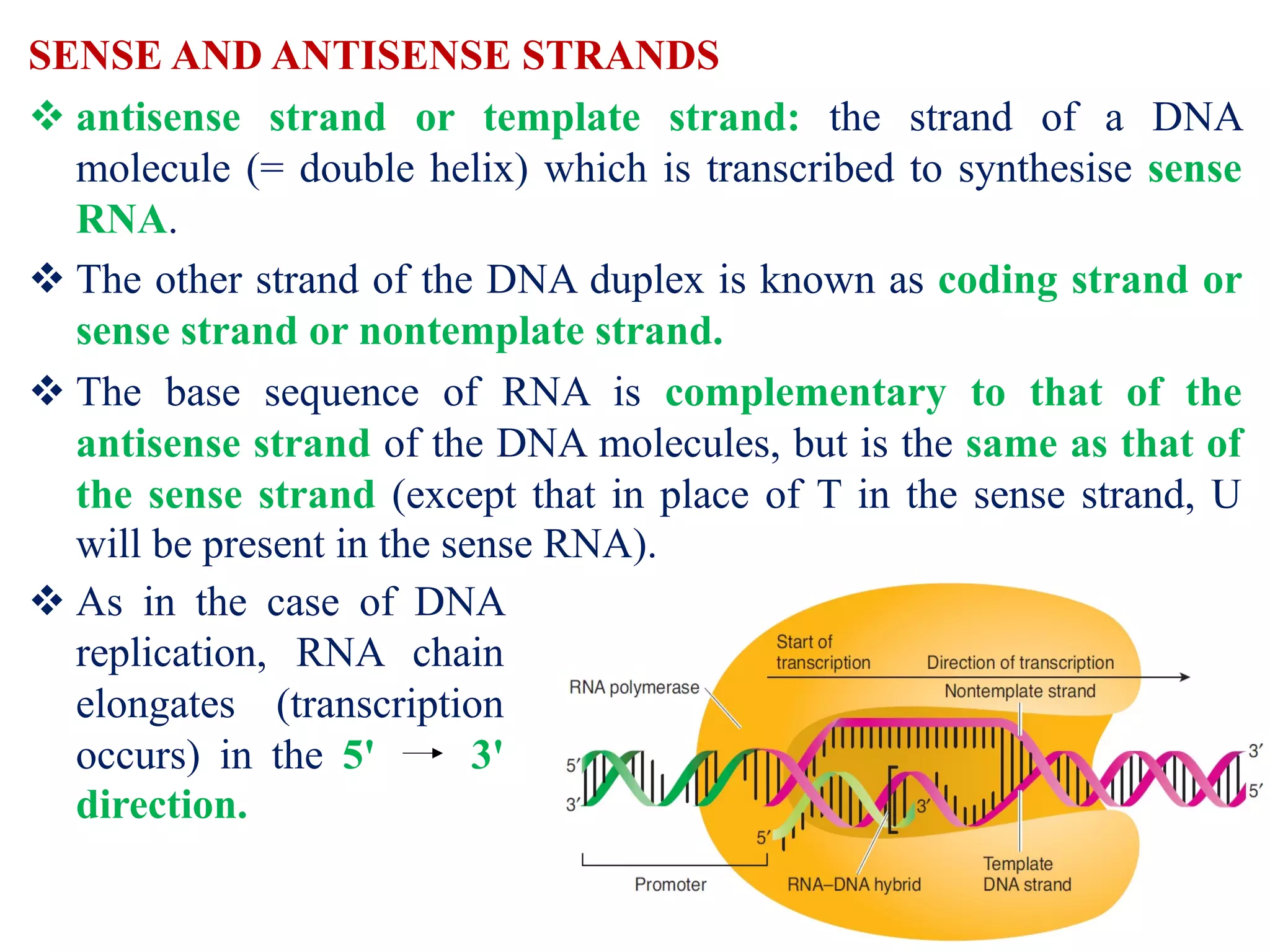 Prokaryotic transcription | PDF