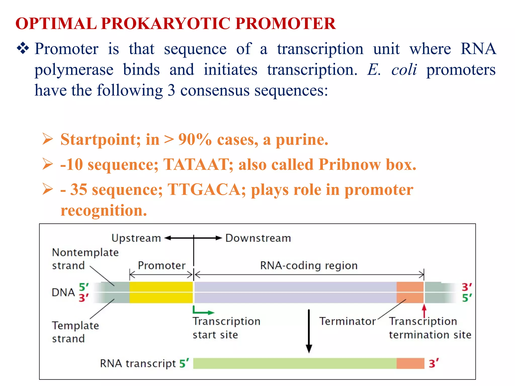Prokaryotic transcription | PDF