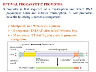 Prokaryotic transcription | PDF