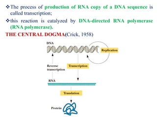 Dna Transcription