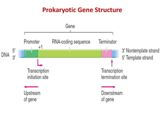 Prokaryotic transcription | PPT