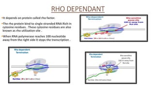 prokaryotic transcription.pptx