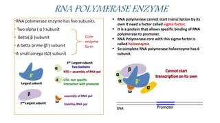 prokaryotic transcription.pptx