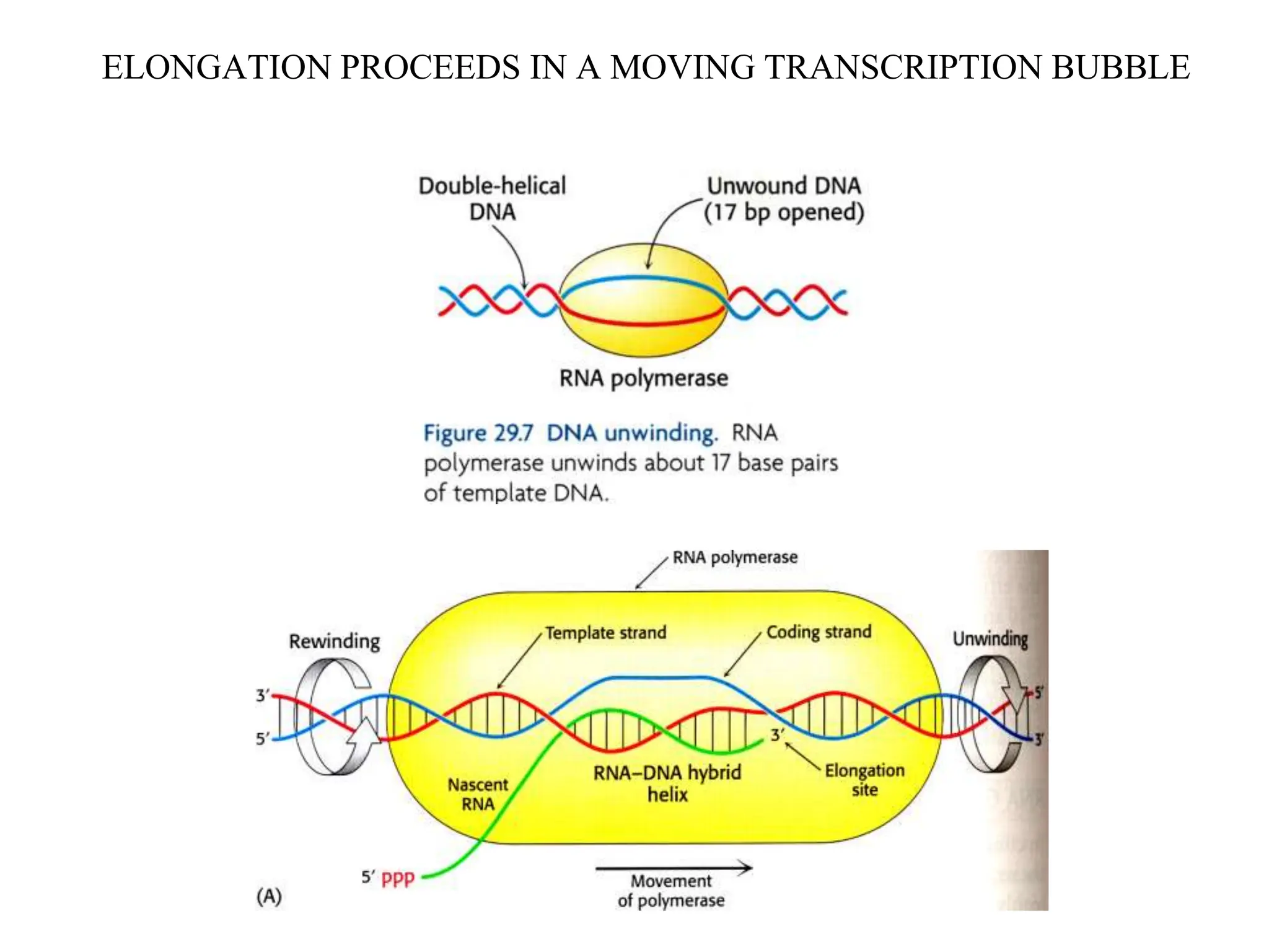 Prokaryotic Transcription Presentation.pptx