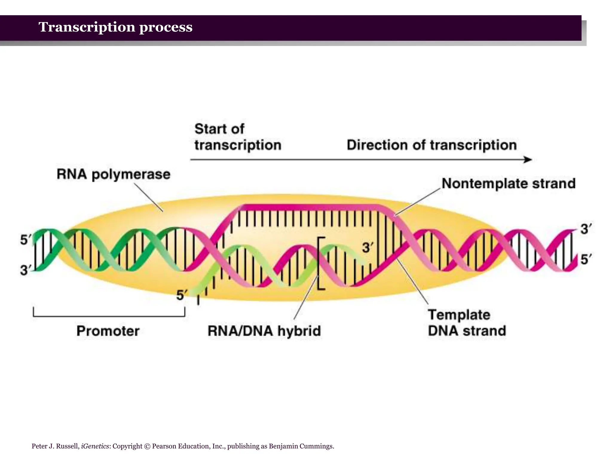 Prokaryotic Transcription Presentation.pptx