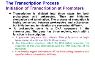 Prokaryotic Transcription Presentation.pptx