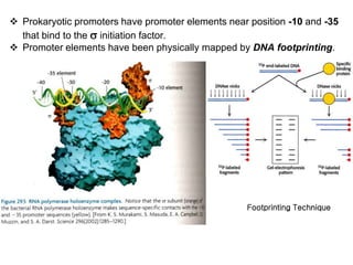 Prokaryotic Transcription Presentation.pptx