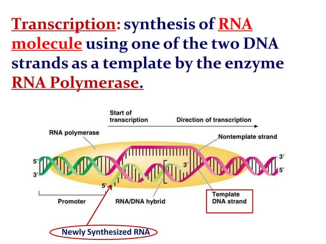 Prokaryotic Transcription Presentation.pptx