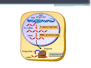 prokaryotic translation new .pptx