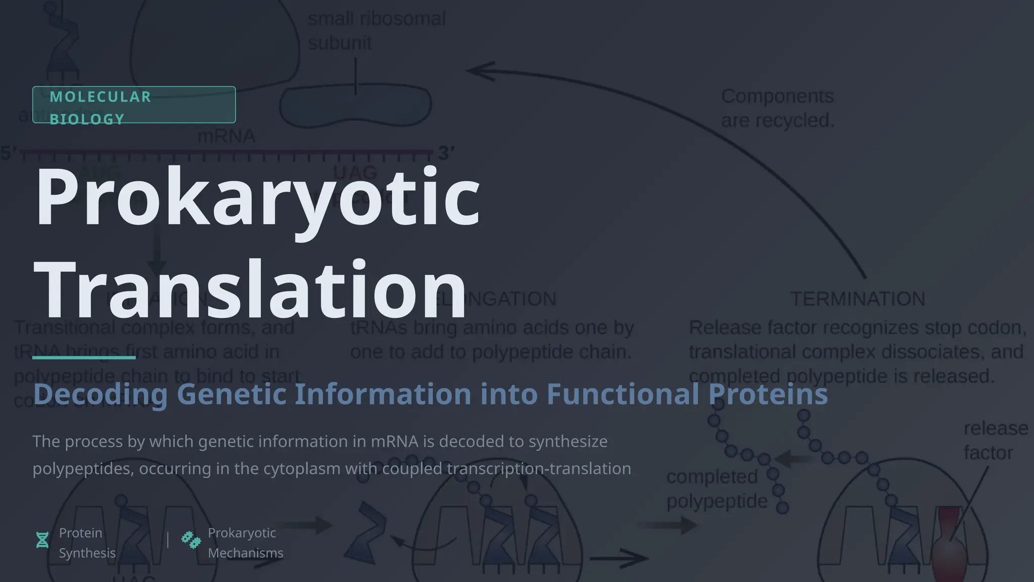 Prokaryotic Translation (Protein Synthesis).pptx