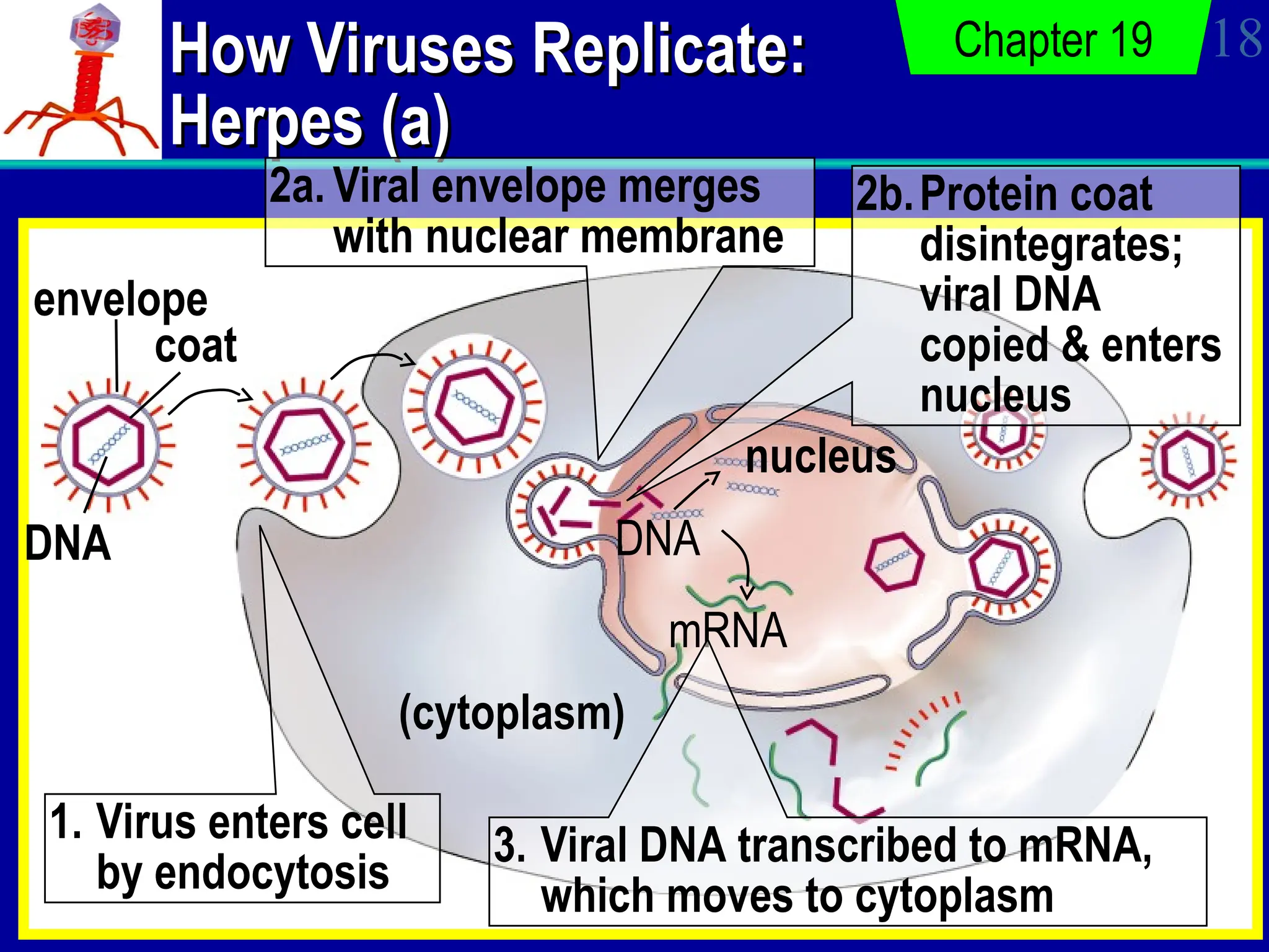Prokaryotic viral replication.ppt about the | PPT