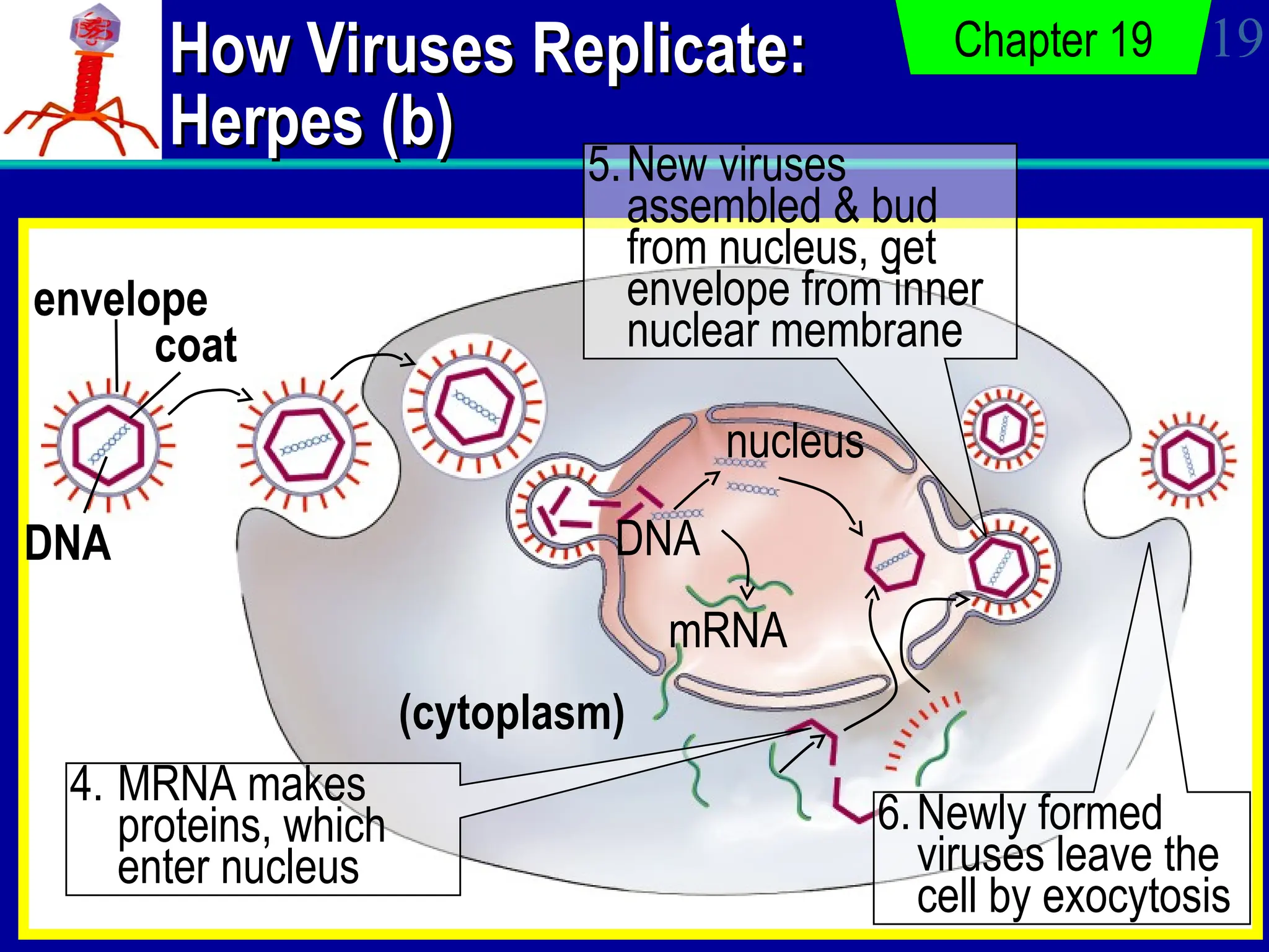 Prokaryotic viral replication.ppt about the | PPT