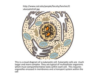 Prokaryotic vs. eukaryotic cellspptm | PPT