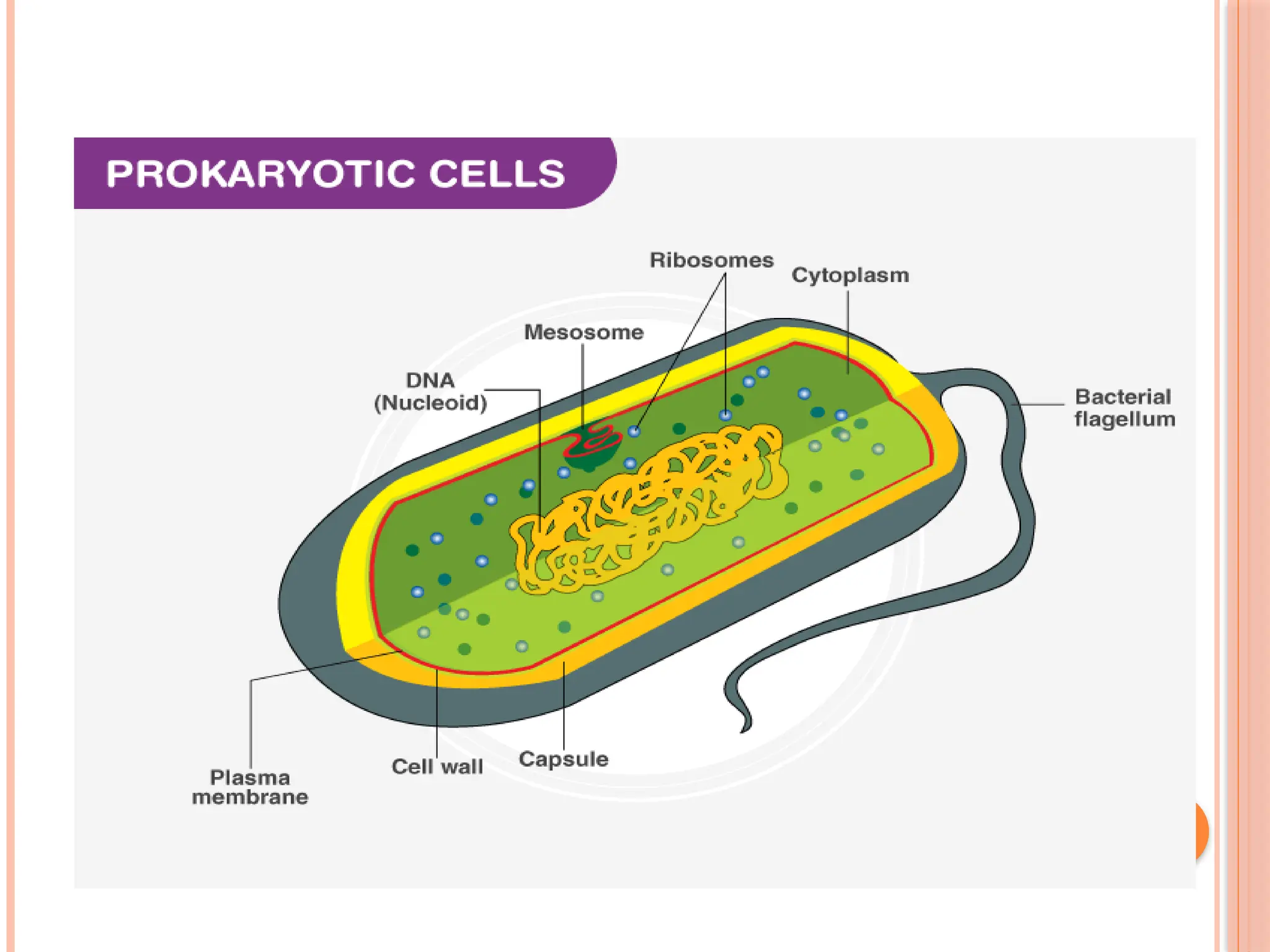 PROKARYOTIC VERSUS EUKARYOTIC CELL.pptx