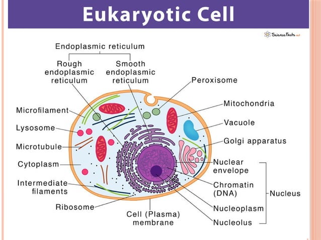 PROKARYOTIC VERSUS EUKARYOTIC CELL.pptx
