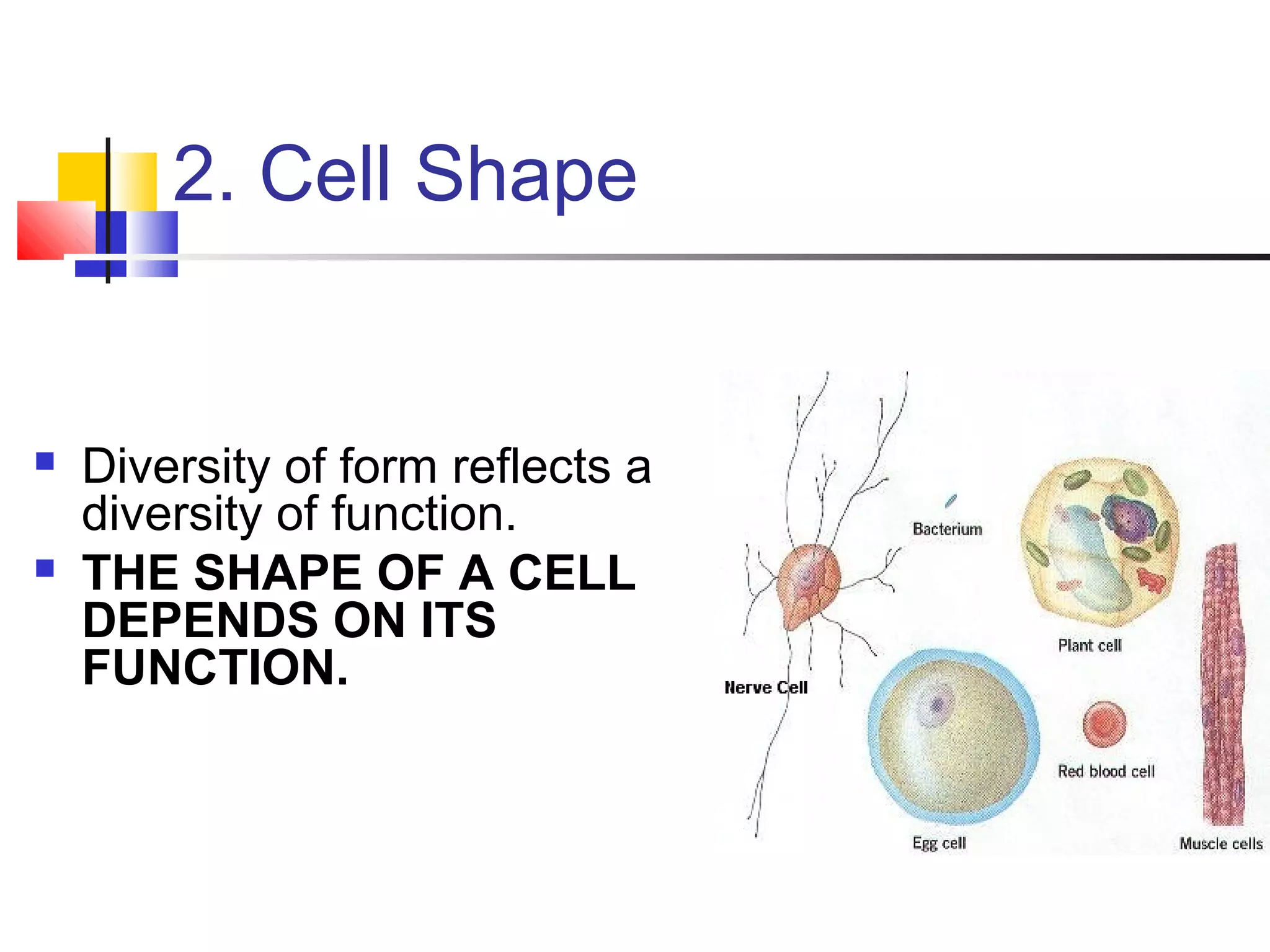 Prokaryotic vs eukaryotic cells | PPT
