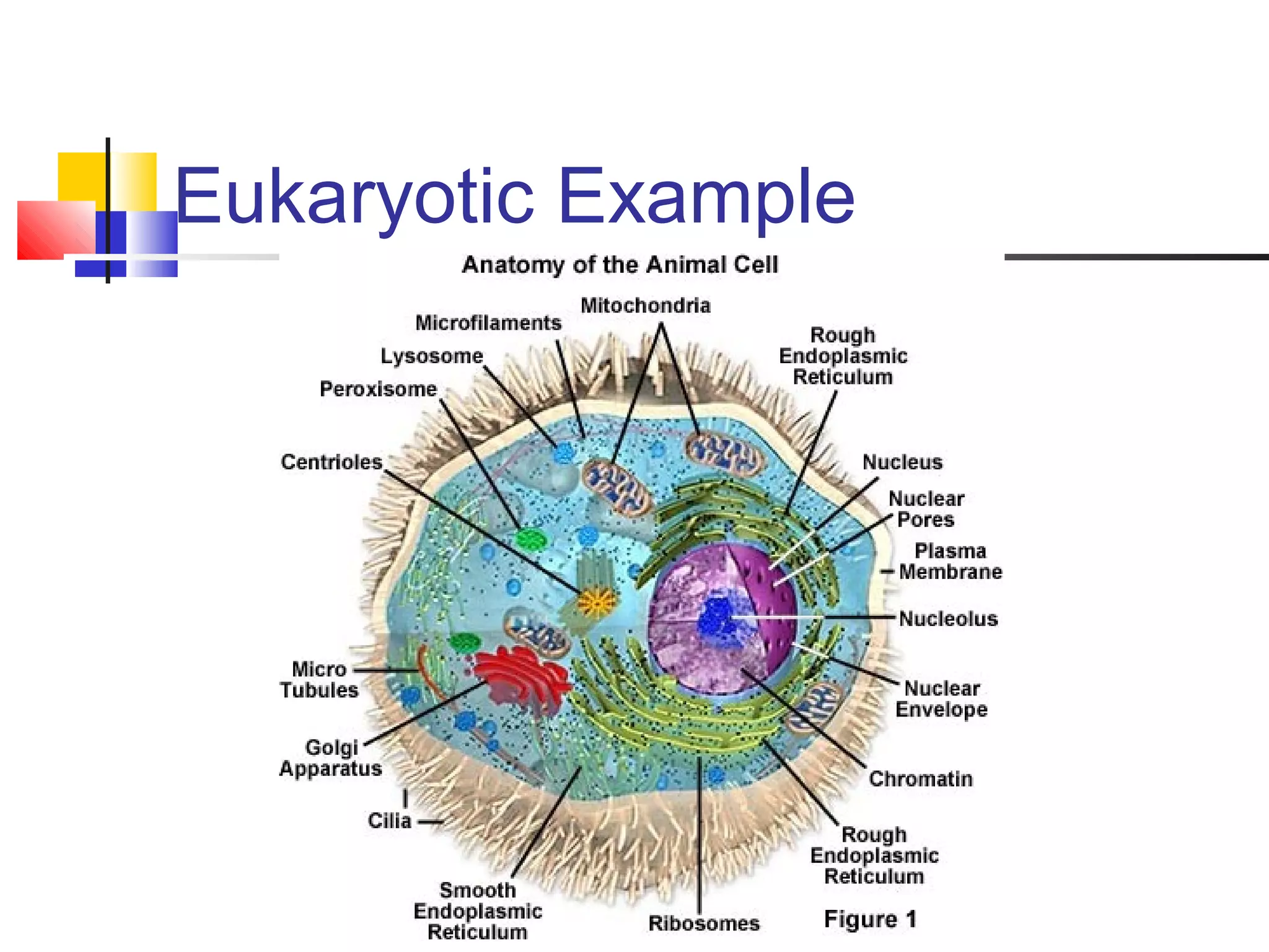 Prokaryotic vs eukaryotic cells | PPT