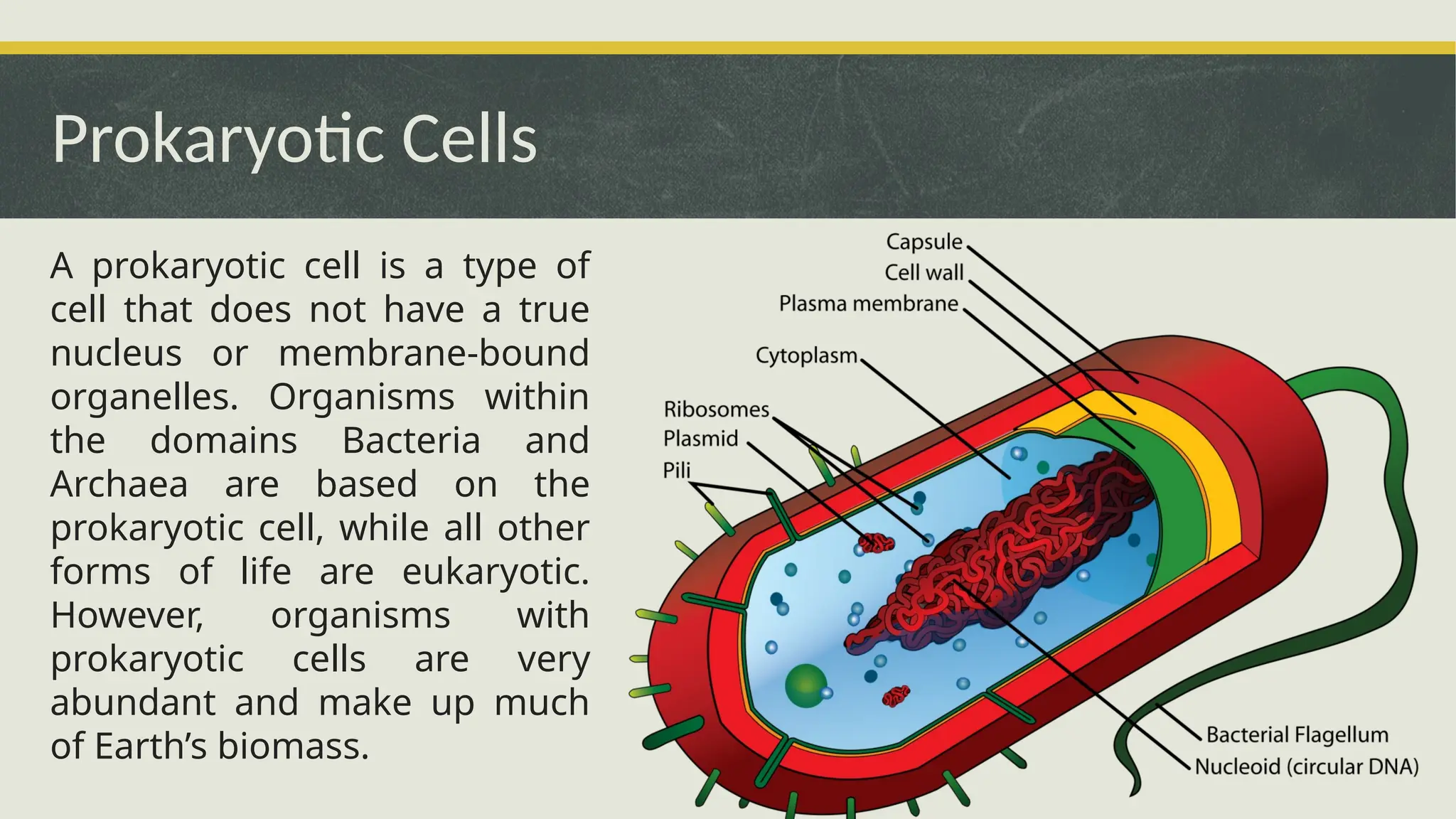 Difference between a Prokaryotic vs Eukaryotic Cells.pptx