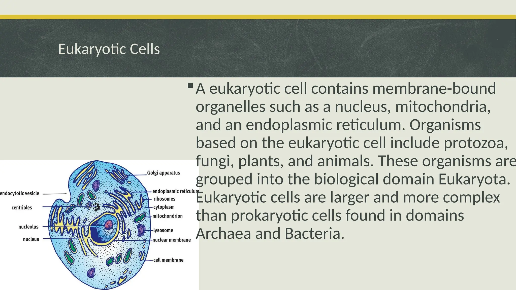 Difference between a Prokaryotic vs Eukaryotic Cells.pptx
