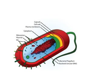 prokaryotic_vs_eukaryotic_cells_ppt.pptx