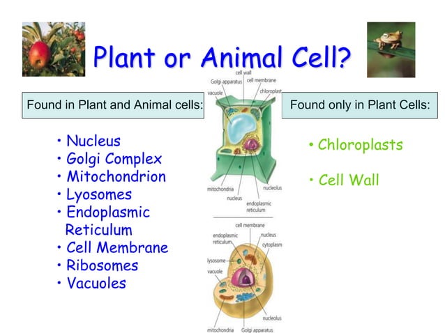 prokayotic and eukaryotic cells.ppt