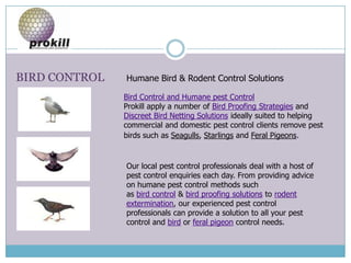 Prokill Pest Control