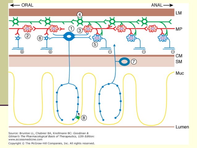 Prokinetics | PPT | Digestive Disorders | Diseases and Conditions