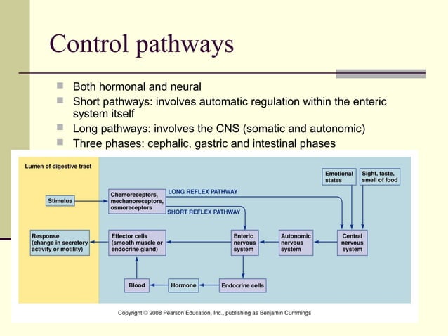 Prokinetics | PPT | Digestive Disorders | Diseases and Conditions