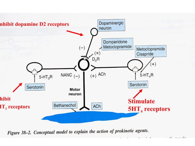 Prokinetics | PPT | Digestive Disorders | Diseases and Conditions