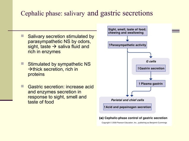 Prokinetics | PPT | Digestive Disorders | Diseases and Conditions