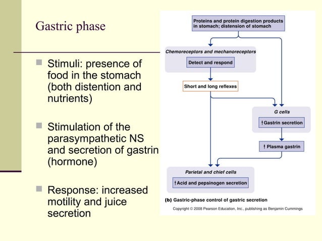 Prokinetics | PPT | Digestive Disorders | Diseases and Conditions