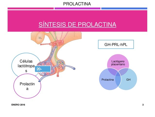 Prolactina