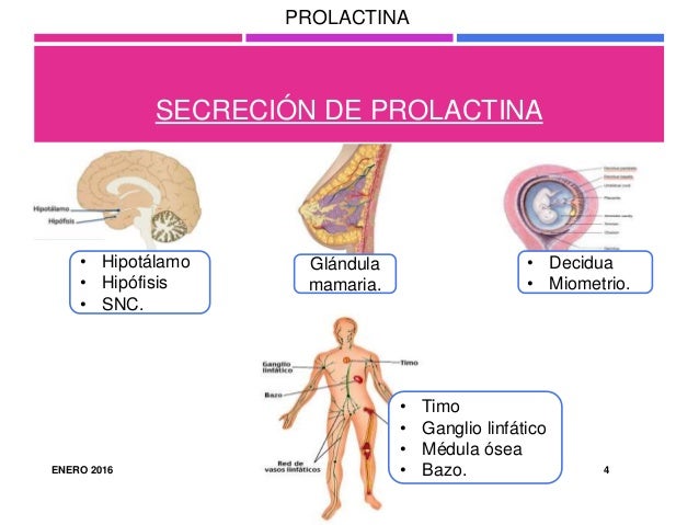 Prolactina