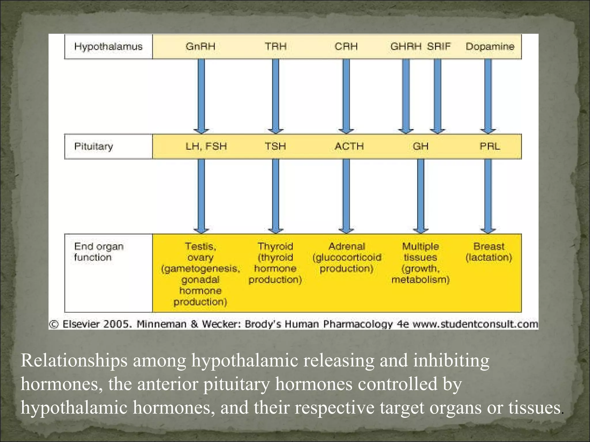 Prolactin hormone | PPT