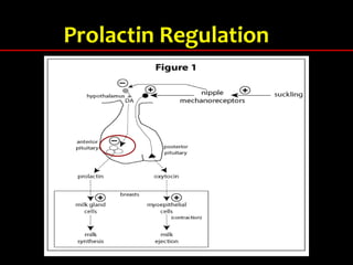 Prolactinoma | PPT