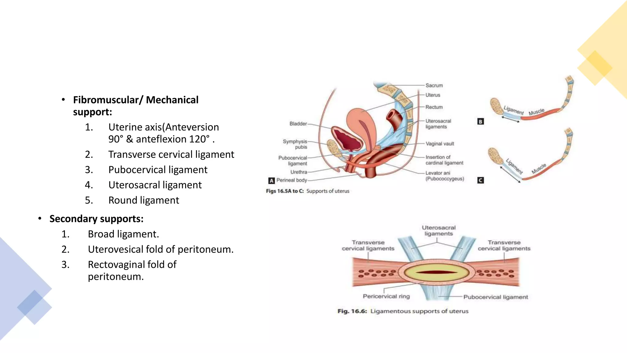 Prolapse | PPTX