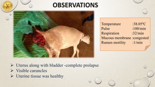 uterine prolapse in goat | PPT