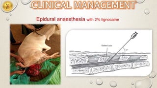 uterine prolapse in goat | PPT