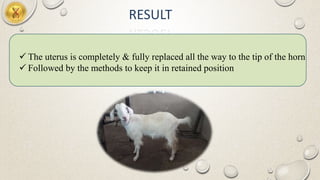 uterine prolapse in goat | PPT