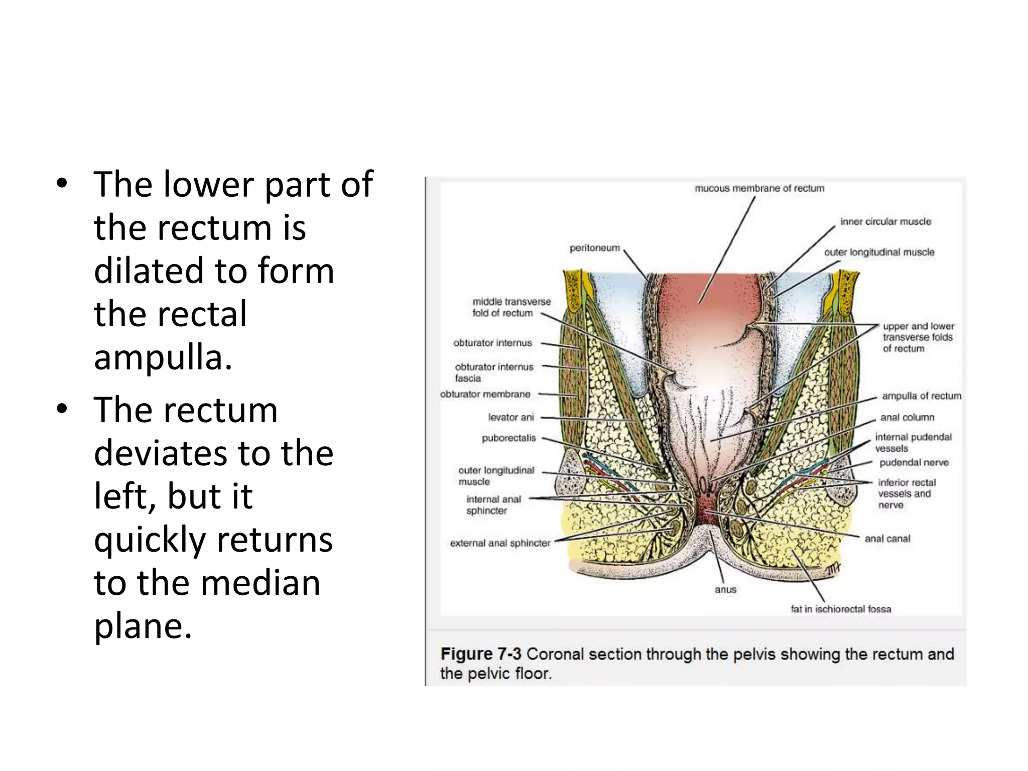 Prolapse rectum | PPTX
