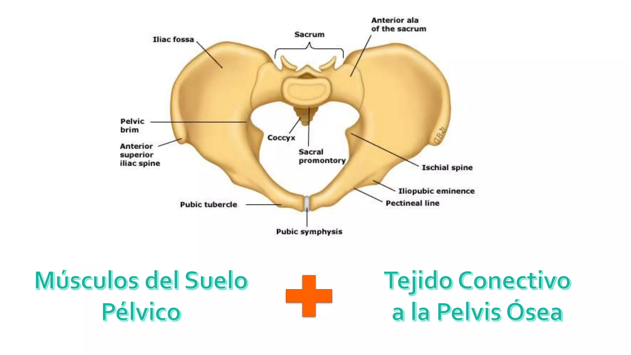 Prolapso de órganos pelvicos | PPTX