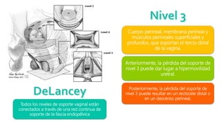 Prolapso de órganos pelvicos | PPTX