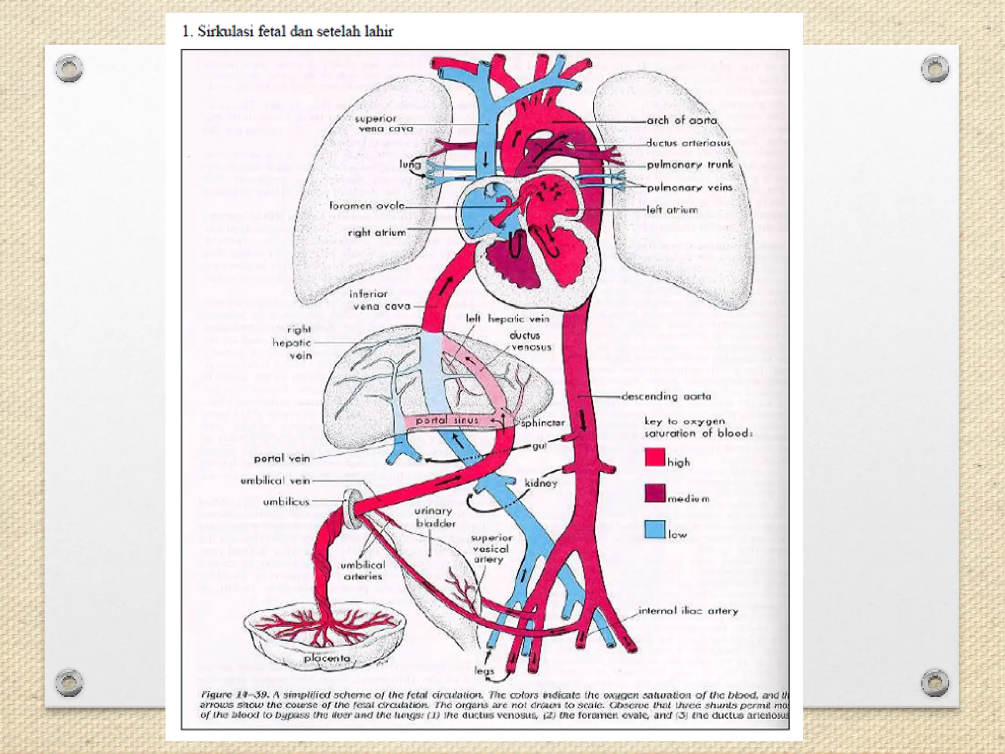Case prolaps tali pusat, anatom8, fisiologi, patofisiologi | PDF